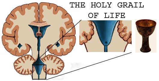 The Holy Grail of Life – Dr Murali Mohan S